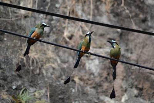 El Torogoz, símbolo de unidad familiar