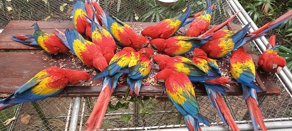 Liberan 22 pichones de guacamaya roja en Reserva de Biósfera Maya